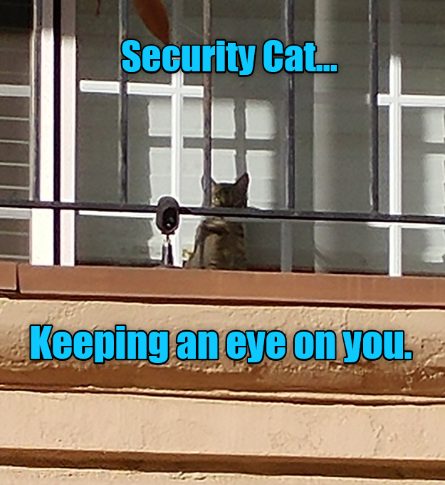 Security Cat - Lolcats - lol | cat memes | funny cats | funny cat ...