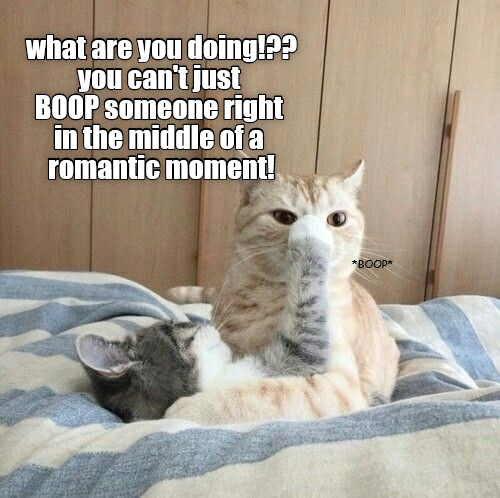 *boop* - Lolcats - lol | cat memes | funny cats | funny cat pictures ...