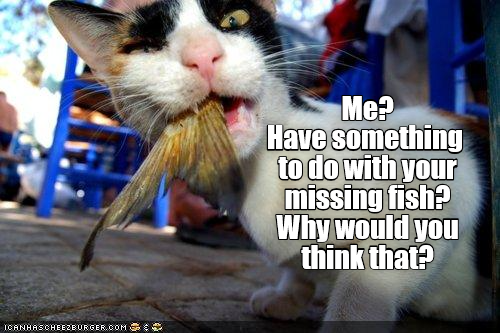 Who? Me? - Lolcats - lol | cat memes | funny cats | funny cat pictures ...