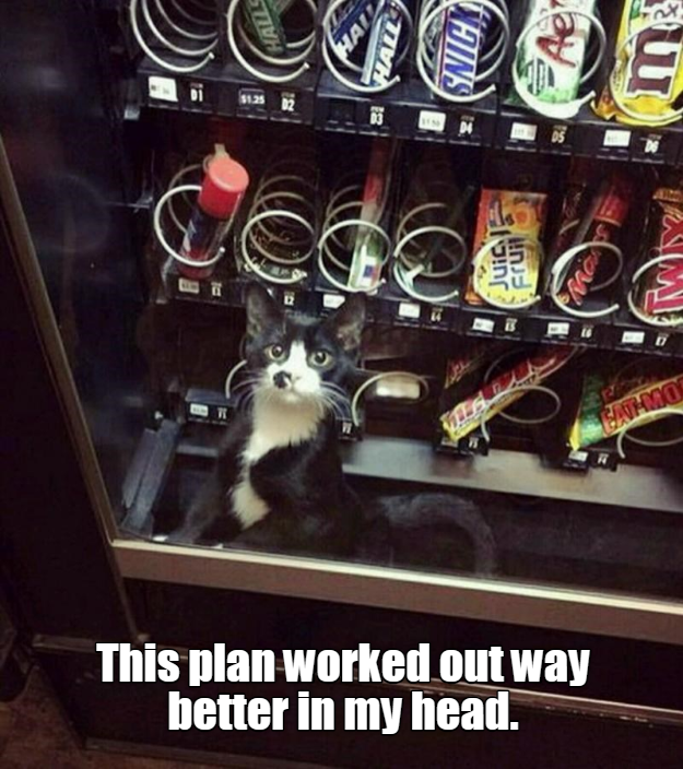 Reality bites - Lolcats - lol | cat memes | funny cats | funny cat ...