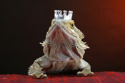 Bearded Dragons Wearing Hats - Daily Squee - Cute Animals - Cute Baby ...