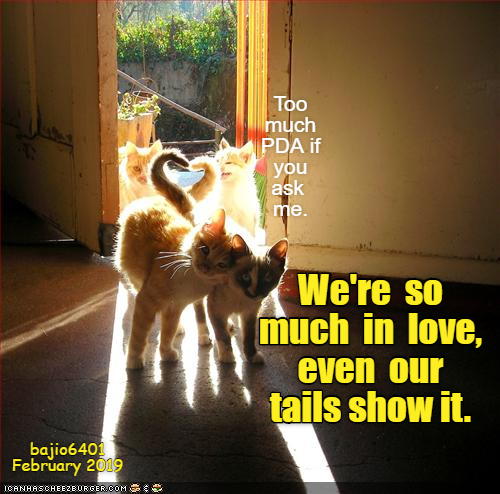 PDA - Lolcats - lol | cat memes | funny cats | funny cat pictures with ...