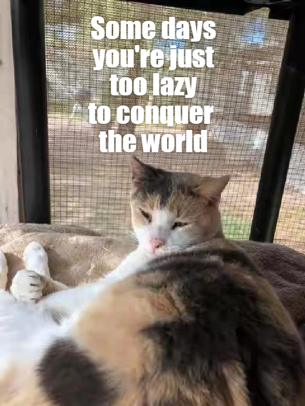 But still plotting... - Lolcats - lol | cat memes | funny cats | funny ...