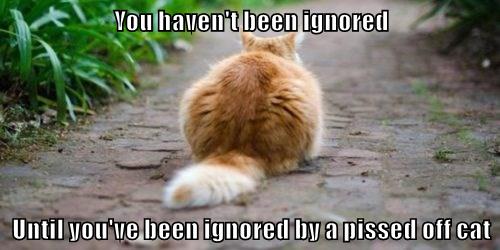 Ignored - Lolcats - lol | cat memes | funny cats | funny cat pictures ...