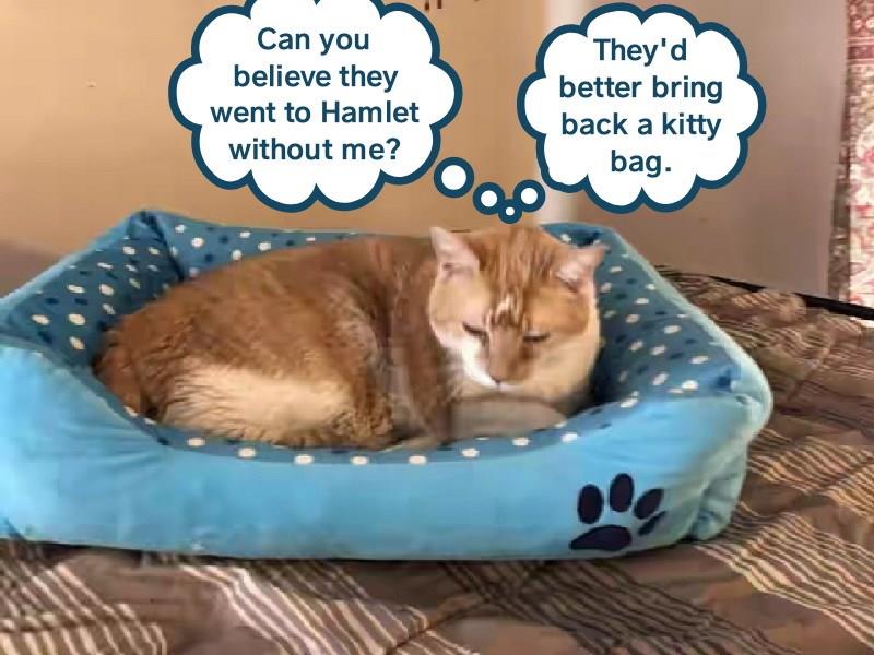 "To nom or not to nom, that is never the question" - Lolcats - lol ...