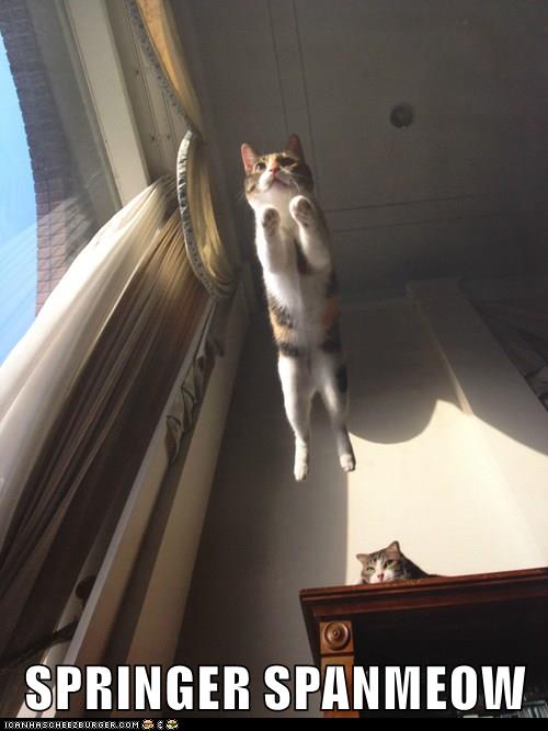 SPRINGER SPANMEOW - Lolcats - lol | cat memes | funny cats | funny cat ...
