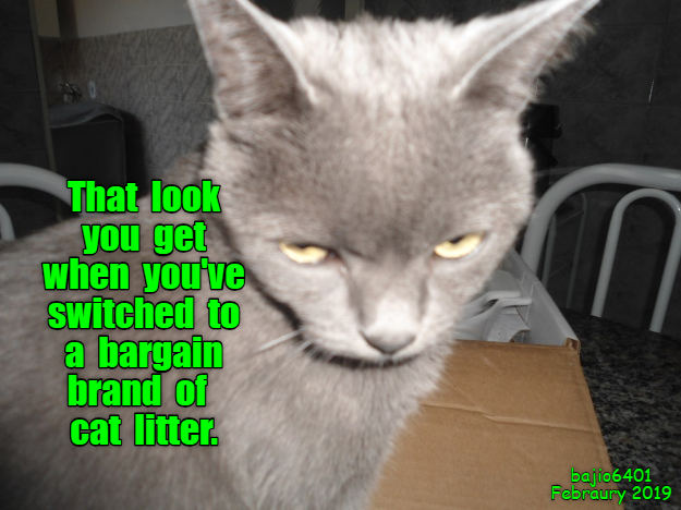 YOU KNOW YOU SCREWED UP - Lolcats - lol | cat memes | funny cats ...