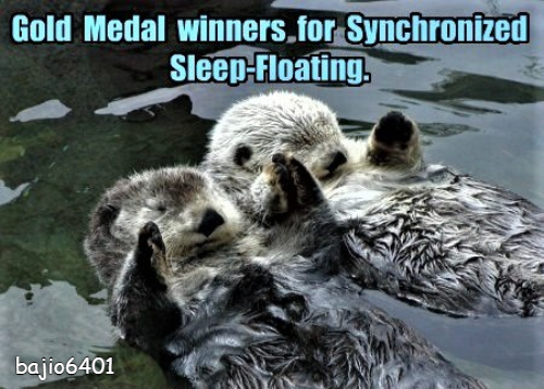 WINNERS! - Animal Comedy - Animal Comedy, funny animals, animal gifs