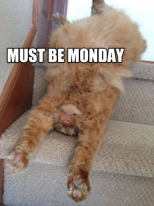 MUST BE MONDAY - Lolcats - lol | cat memes | funny cats | funny cat ...