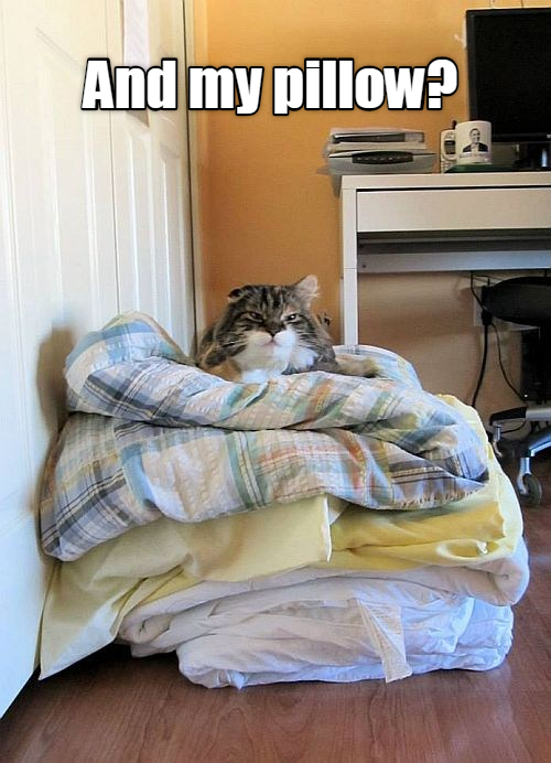 And my pillow? - Lolcats - lol | cat memes | funny cats | funny cat ...