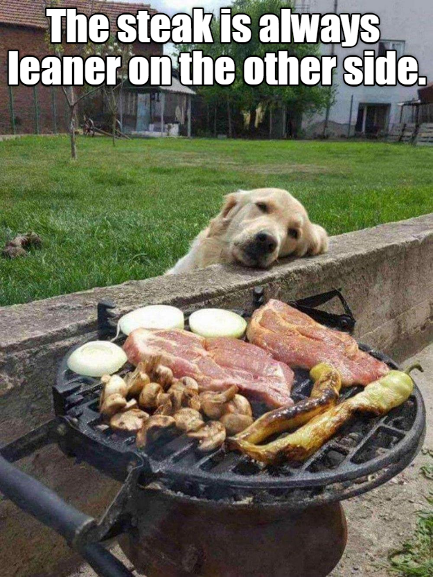 A Medium-Well LOL - I Has A Hotdog - Dog Pictures - Funny pictures of ...