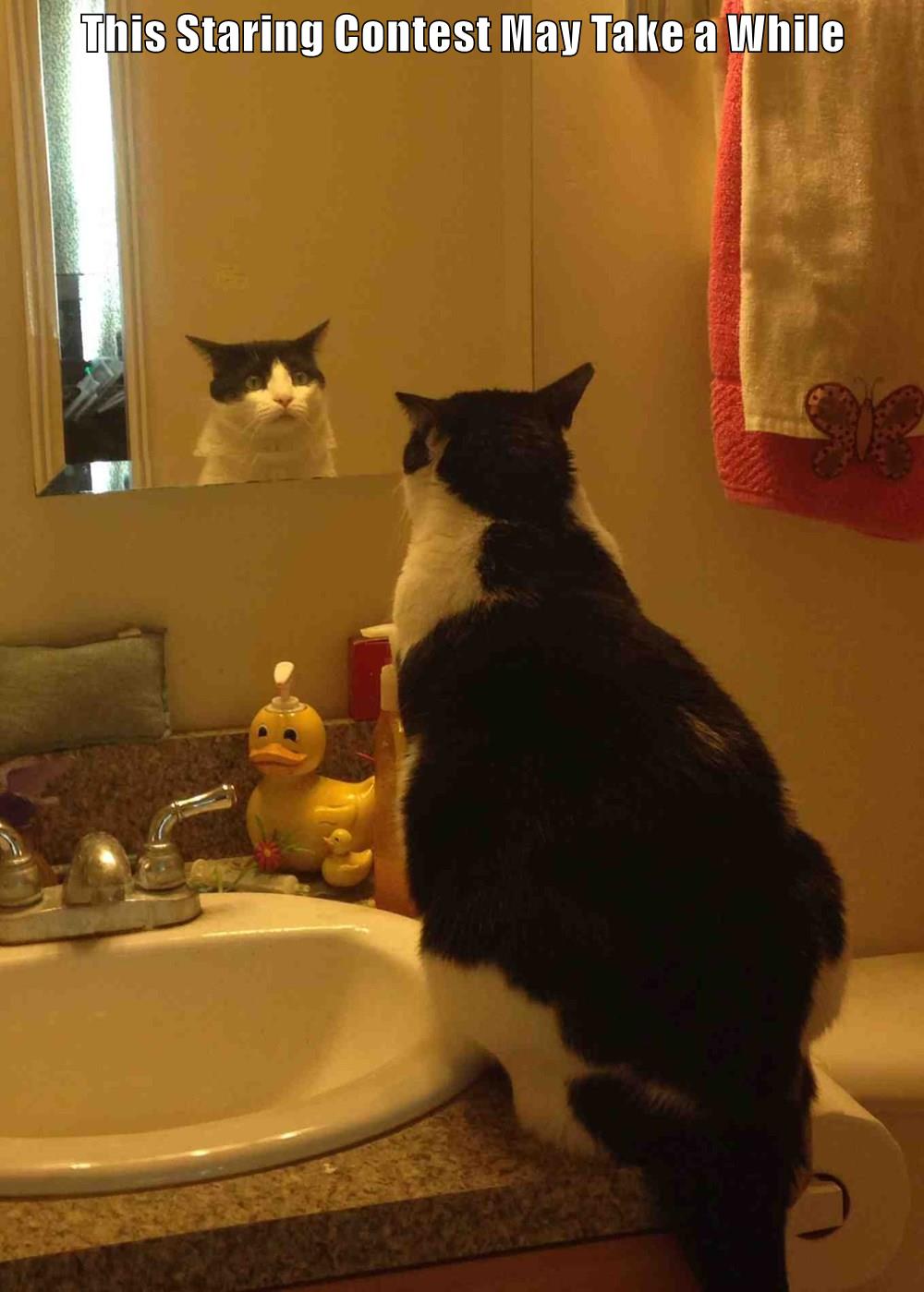 Staring Contest - Lolcats - lol | cat memes | funny cats | funny cat ...