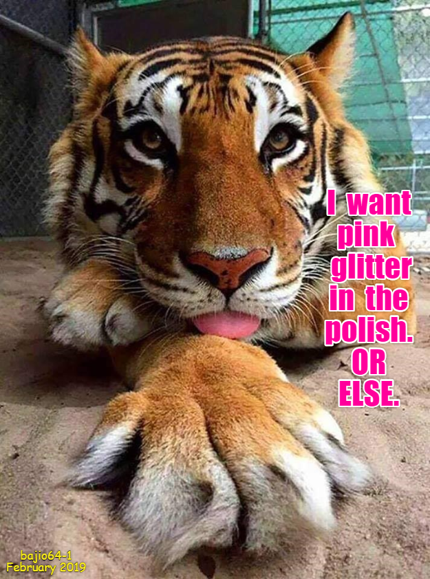 NO PROBLEM - Animal Comedy - Animal Comedy, funny animals, animal gifs