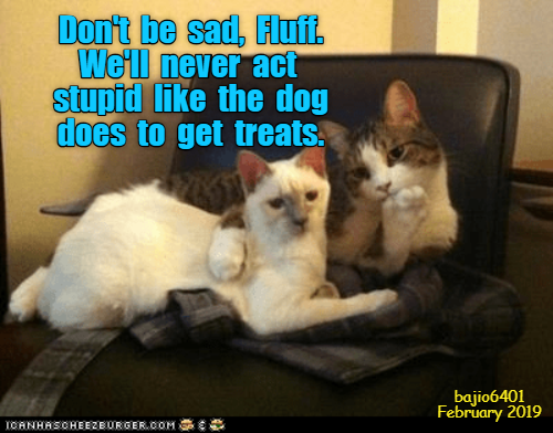 I pity the fool - Lolcats - lol | cat memes | funny cats | funny cat ...