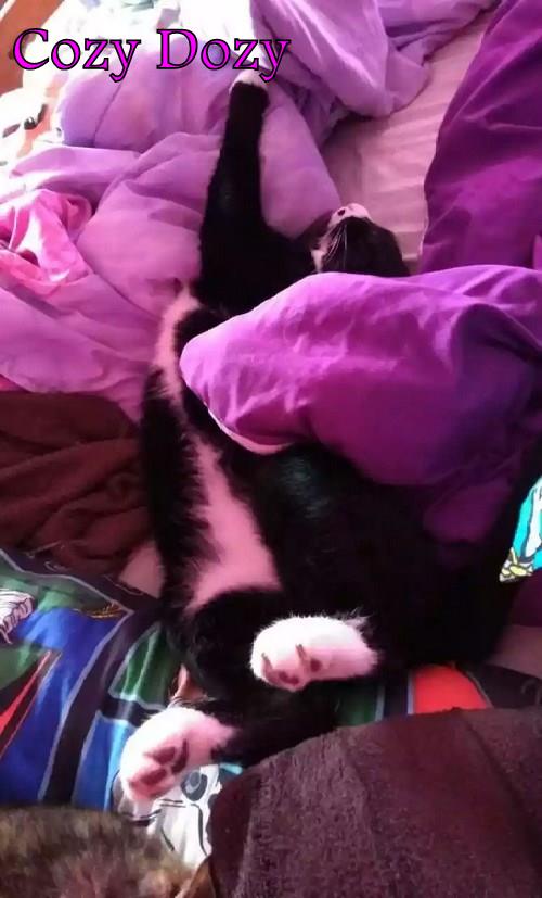 Cozy Dozy - Cats N' Kittens - Cat Pictures - Cute Kittens