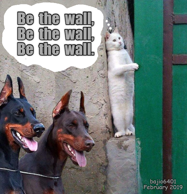 BE THE WALL - Lolcats - lol | cat memes | funny cats | funny cat ...