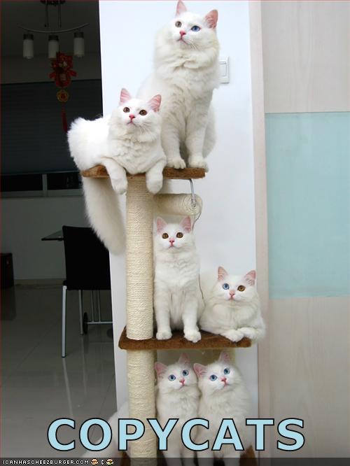 COPYCATS - Lolcats - lol | cat memes | funny cats | funny cat pictures ...