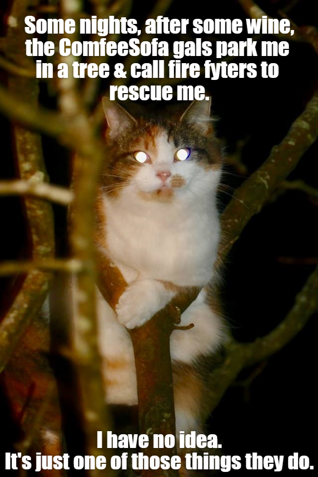 So sweet... so innocent... - Lolcats - lol | cat memes | funny cats ...