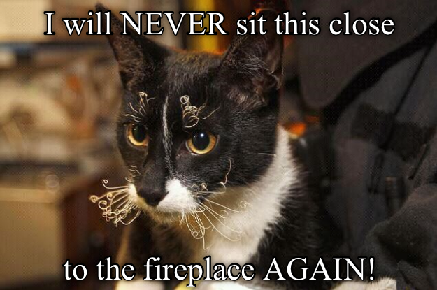 I don’t care how cold it is: - Lolcats - lol | cat memes | funny cats ...