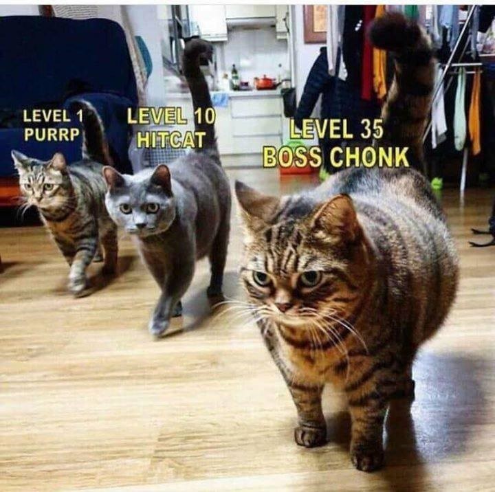 Different Levels Of Cat - I Can Has Cheezburger?