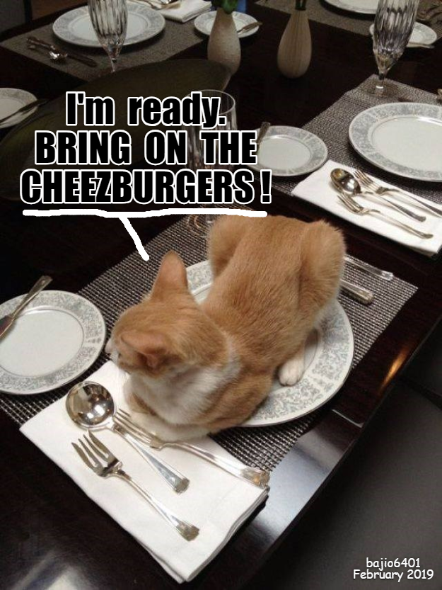 I'M READY - Lolcats - lol | cat memes | funny cats | funny cat pictures ...