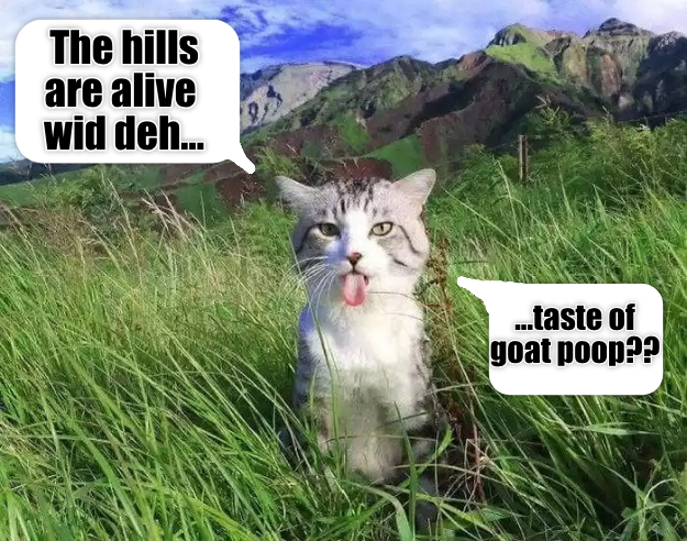 The original title to the Sound of Music: - Lolcats - lol | cat memes ...