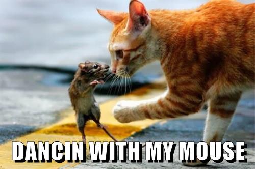 DANCIN WITH MY MOUSE - Lolcats - lol | cat memes | funny cats | funny ...