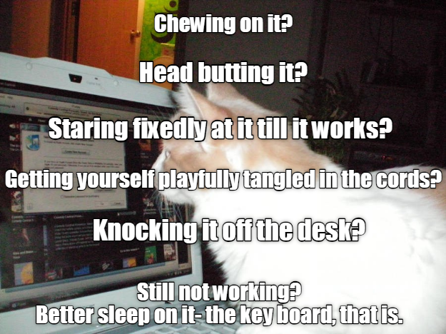 Tech Support Cat says Have you tried... - Lolcats - lol | cat memes ...