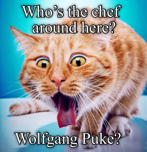 My cat, the comedian, criticizing my cooking. - Lolcats - lol | cat ...