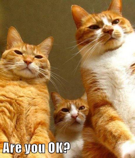 Are you OK? - Lolcats - lol | cat memes | funny cats | funny cat ...
