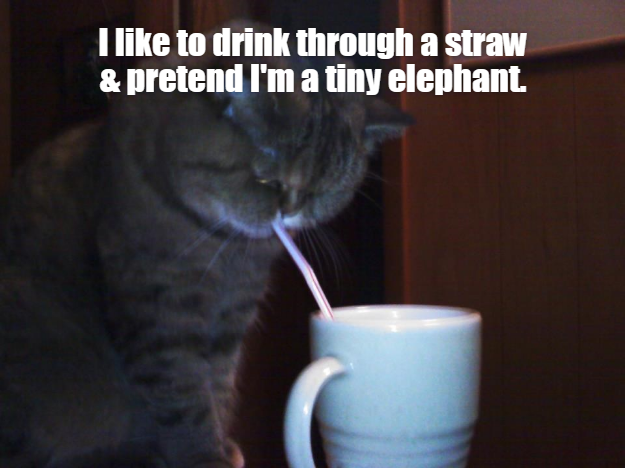 Am I alone in this? - Lolcats - lol | cat memes | funny cats | funny ...