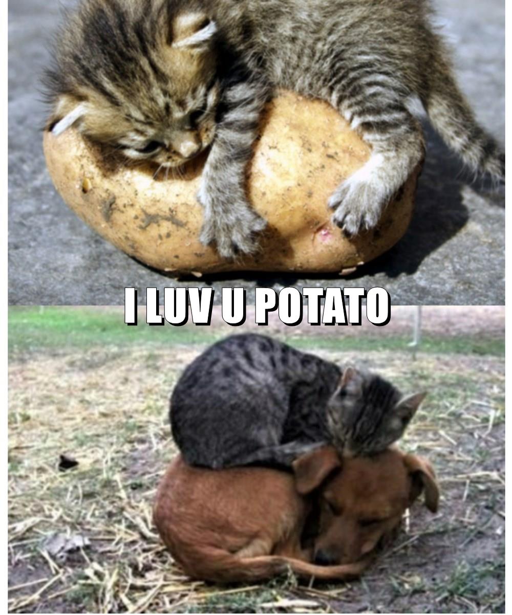 I LUV U POTATO - Lolcats - lol | cat memes | funny cats | funny cat ...