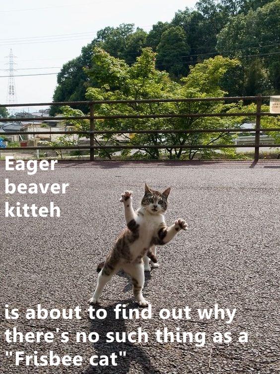 Eager beaver kitteh - Lolcats - lol | cat memes | funny cats | funny ...