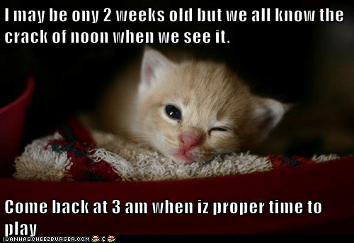 Come back at 3 am - Cats N' Kittens - Cat Pictures - Cute Kittens