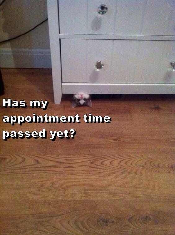 Has my appointment time passed yet? - Lolcats - lol | cat memes | funny ...