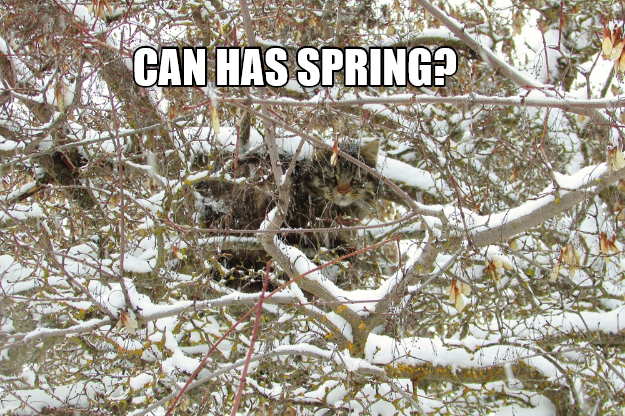 Spring - Lolcats - lol | cat memes | funny cats | funny cat pictures ...