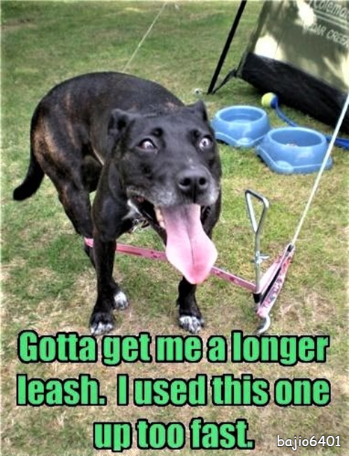 Too fast - I Has A Hotdog - Dog Pictures - Funny pictures of dogs - Dog ...