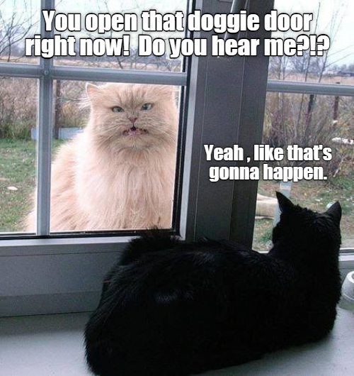 Yeah, sure... - Lolcats - lol | cat memes | funny cats | funny cat ...