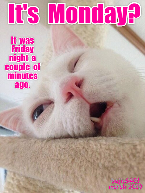 Lolcats - mondays - LOL at Funny Cat Memes - Funny cat pictures with ...