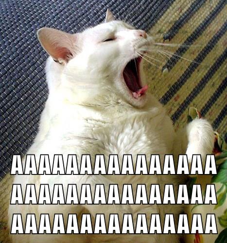 AAAAAAAAAAAAAAAAAAAAAA - Lolcats - lol | cat memes | funny cats | funny ...