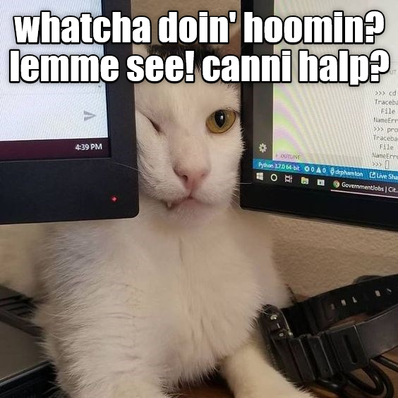 Lolcats - halp - LOL at Funny Cat Memes - Funny cat pictures with words ...
