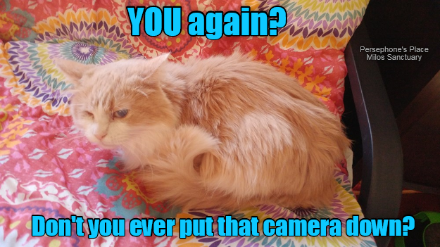 Kitty has no privacy... - Lolcats - lol | cat memes | funny cats ...