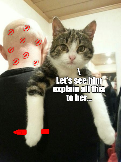 Prank Cat doesn't like being left alone on date night... - Lolcats ...