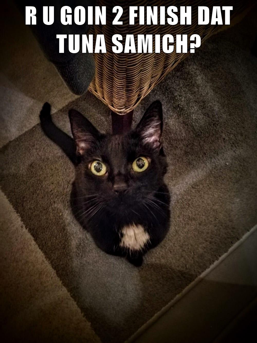 R U GOIN 2 FINISH DAT TUNA SAMICH? - Lolcats - lol | cat memes | funny ...