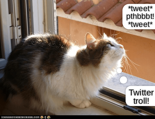 Bird's talking trash - Lolcats - lol | cat memes | funny cats | funny ...