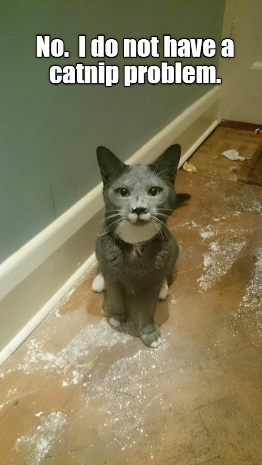 Why would you ask? - Lolcats - lol | cat memes | funny cats | funny cat ...