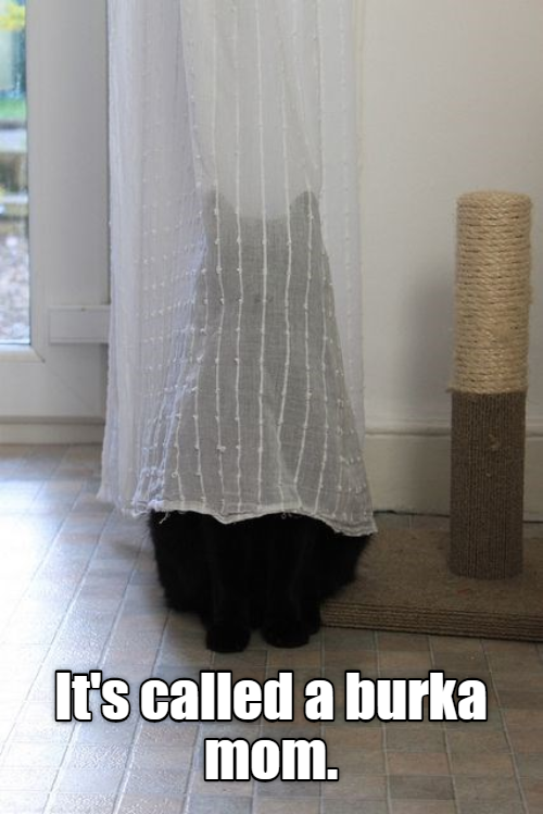 Burka - Lolcats - lol | cat memes | funny cats | funny cat pictures ...