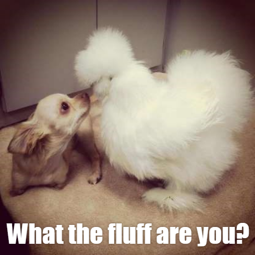 A Good Question - Animal Comedy - Animal Comedy, funny animals, animal gifs