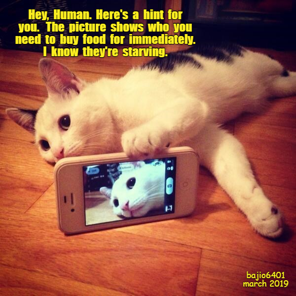 THIS IS AN EMERGENCY - Lolcats - lol | cat memes | funny cats | funny ...