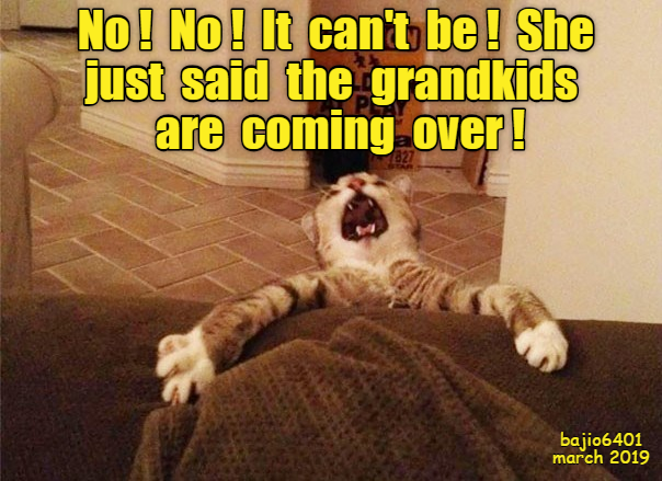 SAVE YOURSELVES! - Lolcats - lol | cat memes | funny cats | funny cat ...